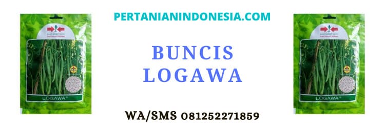 Kacang Buncis Banyak Manfaat Cocok Untuk Budidaya