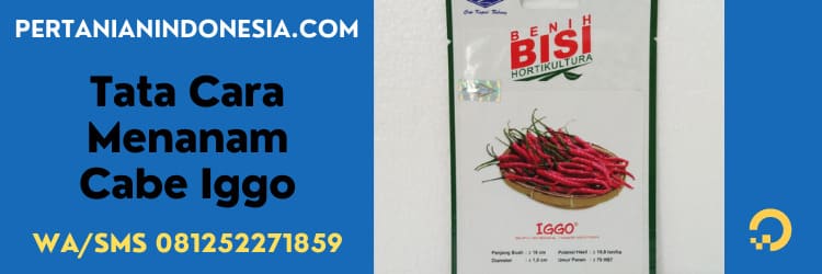 Cara Menanam Cabe Iggo Kapal Terbang Terbaik Hasil 25 Ton
