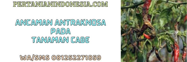 Obat Patek Cabe Paling Ampuh Permudah Petani Atasi Antraknosa