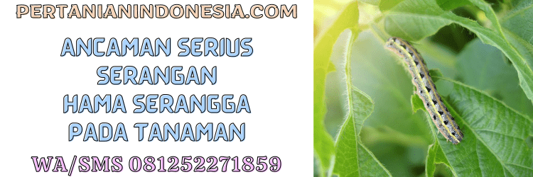 Belt Insektisida Ampuh Basmi Hama Serangga