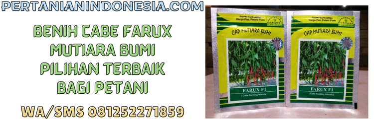 Benih Cabe Farux Mutiara Bumi Berkualitas Unggul Peluang Bisnis Menjanjikan
