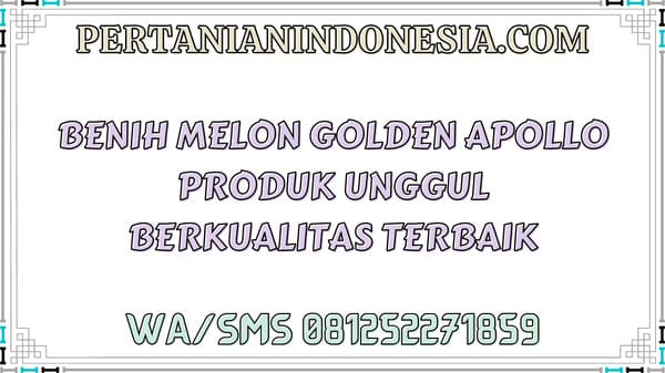 Benih Melon Golden Apollo Produk Unggul Berkualitas Terbaik