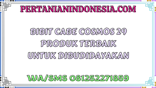 Bibit Cabe Cosmos 29 Produk Terbaik Untuk Dibudidayakan