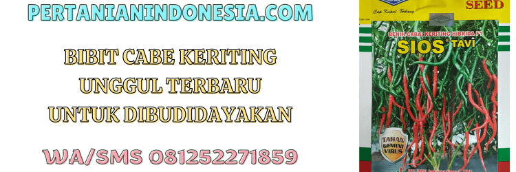 Bibit Cabe Keriting Unggul Terbaru Terbaik Untuk Petani