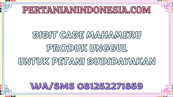 Bibit Cabe Mahameru Produk Unggul Untuk Petani Budidayakan