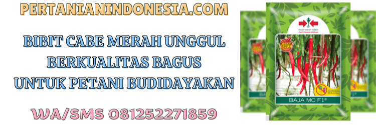 Bibit Cabe Merah Unggul Buat Petani Untung