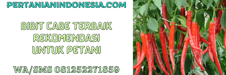 Bibit Cabe Terbaik Berkualitas Unggulan