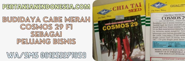 Cabe Merah Cosmos 29 F1 Terbaik Untuk Petani Budidayakan