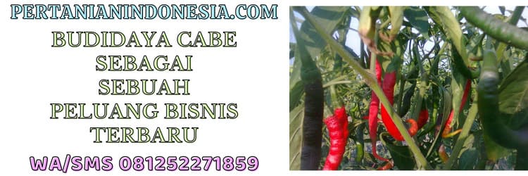 Produk Syngenta Untuk Cabe Solusi Terbaik Untuk Petani