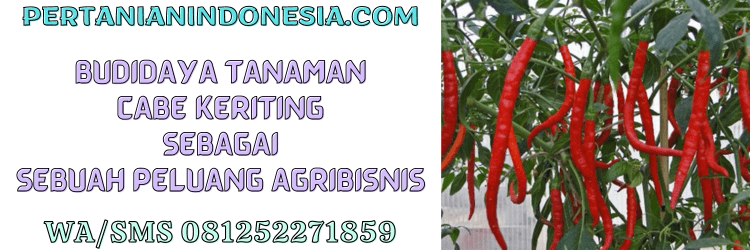 Cabe Keriting OR Twist 212 Produk Unggul Hasil Terjamin