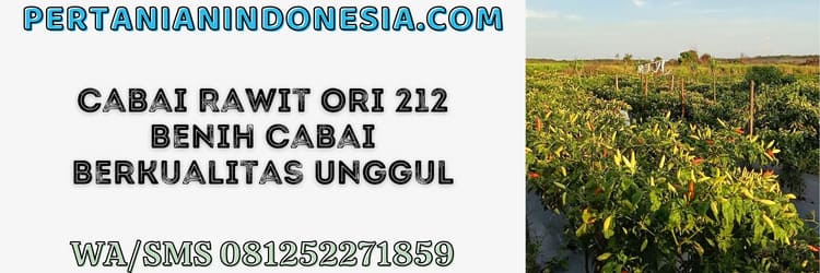Cabai Rawit Ori 212 Bibit Aura Seed Unggul Untuk Petani