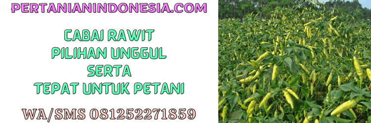 Cabe Rawit Roket Wijitani Kualitas Unggul Untuk Petani