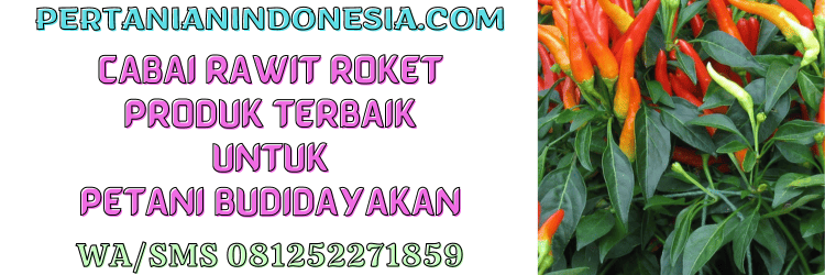 Cabai Rawit Roket Kualitas Unggulan Untuk Petani