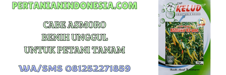Cabe Asmoro Produk Terbaik Berkualitas Unggulan