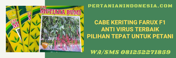 Cabe Keriting Farux F1 Anti Virus Terbaik Produk Mutiara Bumi