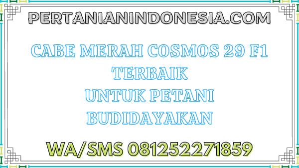 Cabe Merah Cosmos 29 F1 Terbaik Untuk Petani Budidayakan