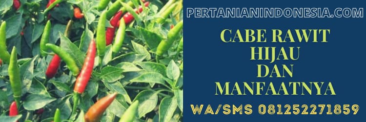 Benih Cabe Rawit Hijau Unggul Tahan Penyakit Kualitas Terbaik Bagi Petani