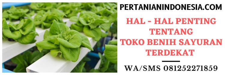 Toko Benih Sayuran Terdekat Mudahkan Petani Budidaya Tanaman