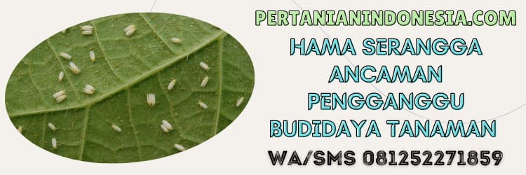 Insektisida Preza FMC Harga Murah Kualitas Unggulan