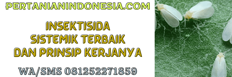 Insektisida Sistemik Terbaik Untuk Membasmi Hama Secara Maksimal