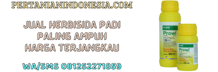 Herbisida Padi Paling Ampuh Pilihan Petani Indonesia