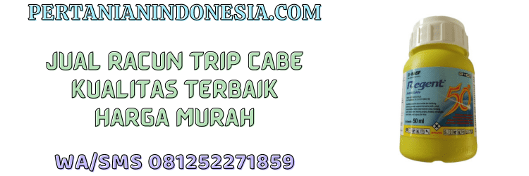 Racun Trip Cabe Unggulan Andalan Petani