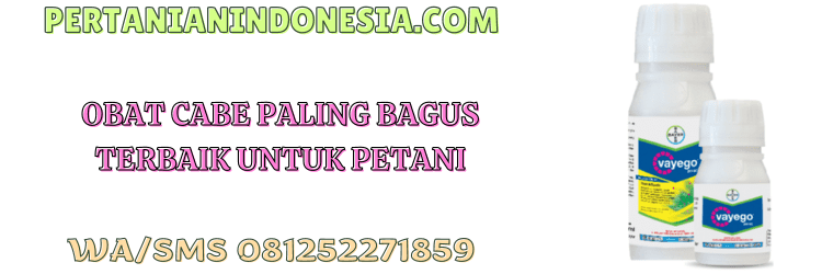 Obat Cabe Paling Bagus Cocok Petani Gunakan