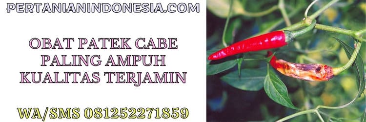 Obat Patek Cabe Paling Ampuh Permudah Petani Atasi Antraknosa
