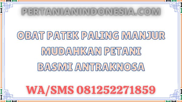 Jual Obat Patek Paling Manjur Mudahkan Petani Basmi Antraknosa
