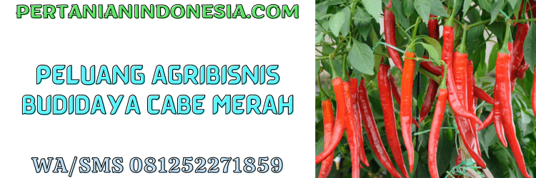 Bibit Cabe Merah Unggul Buat Petani Untung