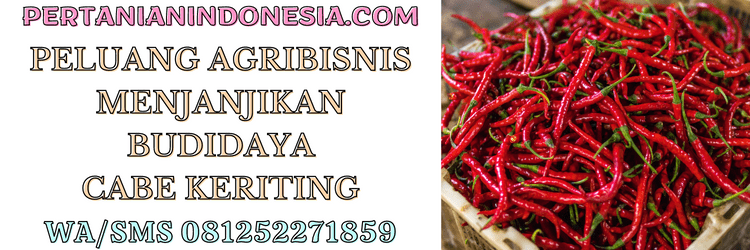Bibit Cabe Tangguh F1 Produk Panah Merah Terbaik