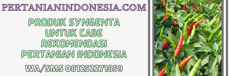 Produk Syngenta Untuk Cabe Solusi Terbaik Untuk Petani