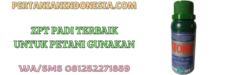 ZPT Padi Terbaik Supaya Panen Padi Berlimpah